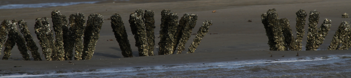 Altamaha River Oyster Reef Restoration Project