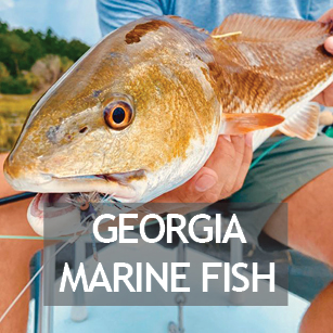 Learn About Coastal Georgia | Department Of Natural Resources Division
