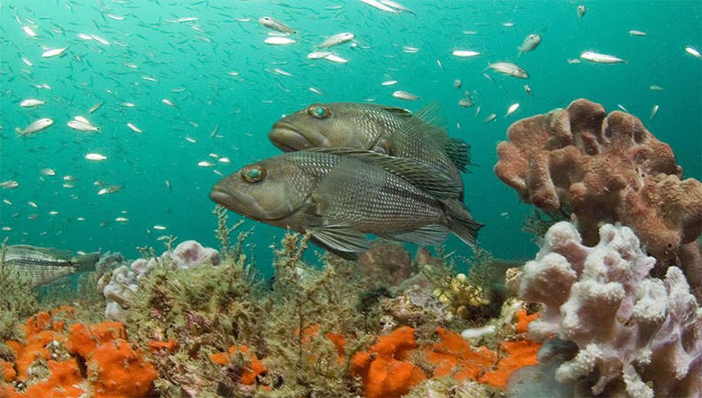 Angler, charter captain input sought for Gray’s Reef